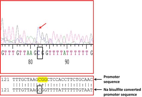 Confirmation Of The Methylation At Cpg Island By Sequencing The Na