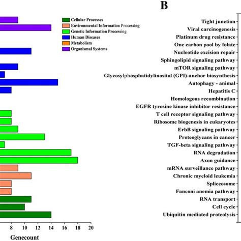 Kegg Classification And Pathway Enrichment Analysis Of Differentially