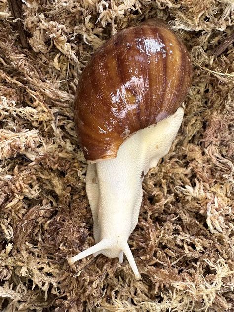 Giant African Snail Archachatina Puylaerti Albino Body Small