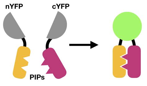 Dont Fret Bimolecular Fluorescence Complementation Makes Visualizing