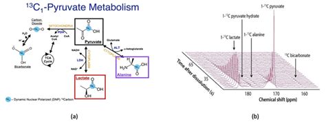 A Schematic Showing Pyruvate Metabolism Inside A Cell The [1 13c