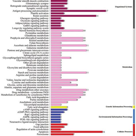 Kegg Classification Analysis Of Differentially Expressed Genes Top 62