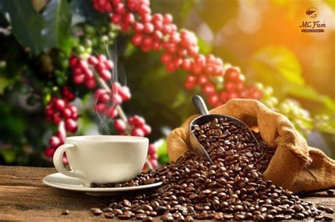 Các Thị Trường Xuất Khẩu Chính Của Cà Phê Việt Nam