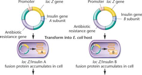Recombinant Insulin Html 22 04 Recombinant Insulin 
