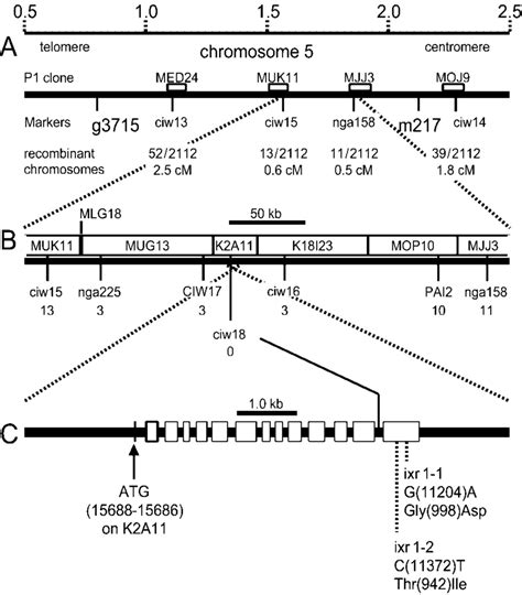 Map Based Cloning Of The Ixr1 Gene A Representation Of A Region Of