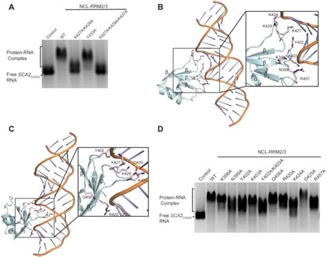 Molecular Insights Into The Interaction Of Cag Trinucleotide Rna