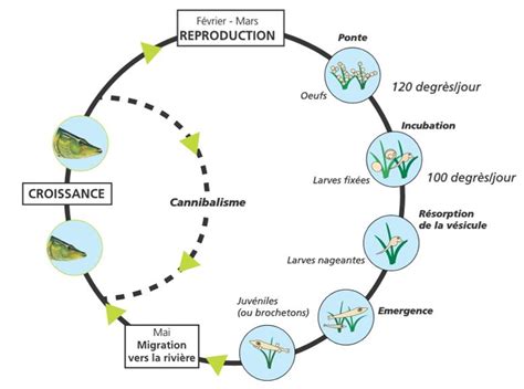 Bilan Mitigé Pour La Reproduction Du Brochet En 2016 Fédération De