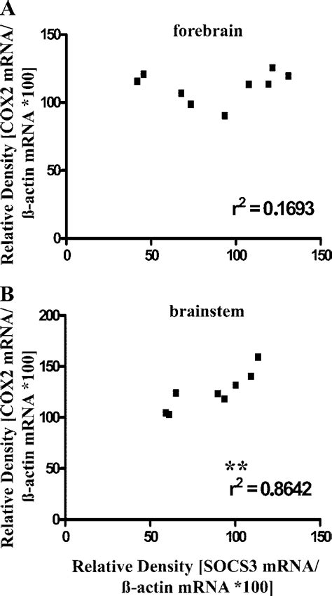 Rril 6 Treatment 45 G Kg Ip Induces A Rise Of Cox 2 Mrna Expression