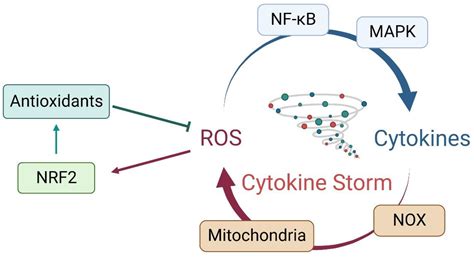 Antioxidants Free Full Text Is Nuclear Factor Erythroid 2 Related