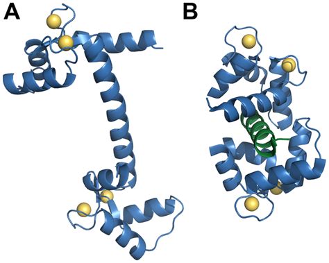 Structure Of Calmodulin Cam A A 1 7 Angstrom Ribbon Structure Of