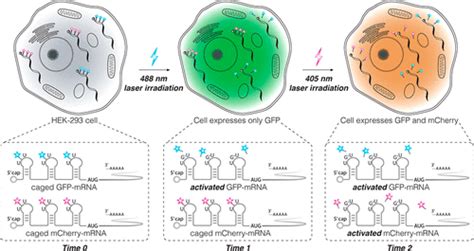 multiplexed photoactivation of mrna with single cell resolution acs