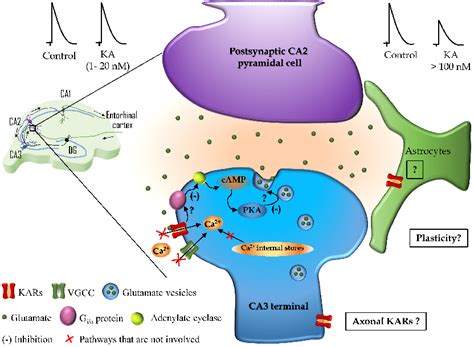 Kainate Receptors Kar In The Ca2 Region Of The Hippocampus Left