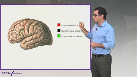 Anatomia Macroscópica Do Encéfalo Ciclo Básico De Medicina Youtube