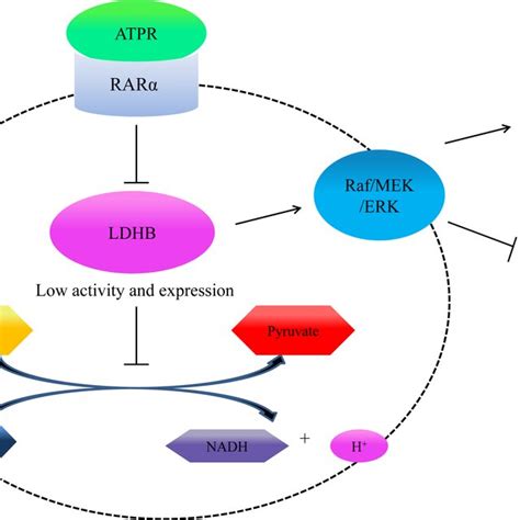 Atpr Triggers Aml Cells Differentiation And Cycle Arrest Via The