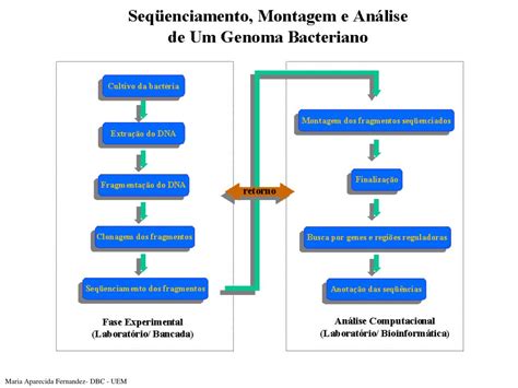 Ppt Genome Sequence Powerpoint Presentation Free Download Id 3120950