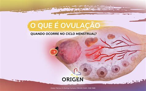 Qual Hormônio Induz A Ovulação