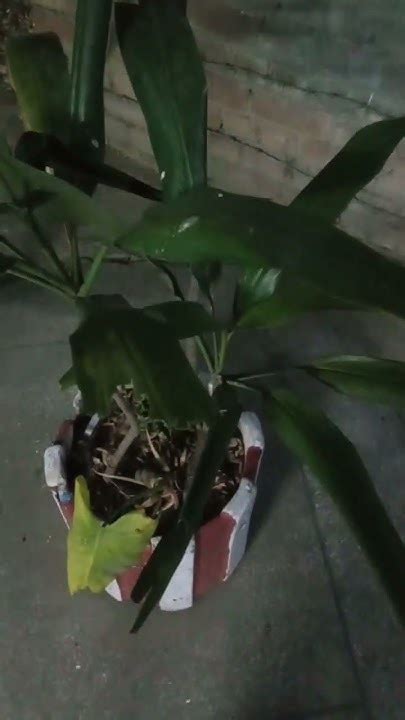 Beautiful Plant 🌳🌳🌳🌳🌳🌳🌳🌳🌵🌵🌿🌿🌱🍀☘️☘️🍃🌻🌻 Youtube