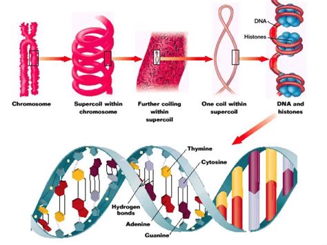 Learn About Nucleic Acids Functions Structure Importa