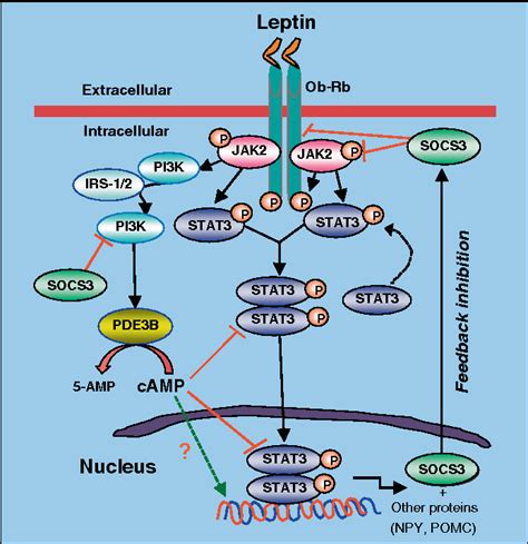 Figure 1 From Intracellular Leptin Signaling Pathways In Hypothalamic