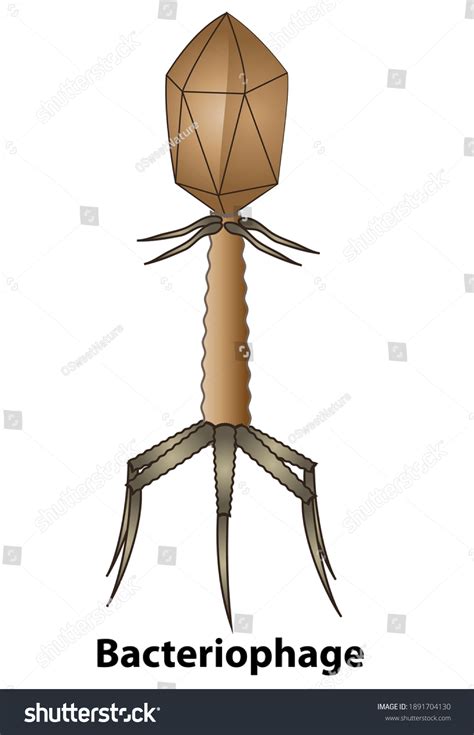 Bacteriophage Illustration External Structures Royalty Free Stock