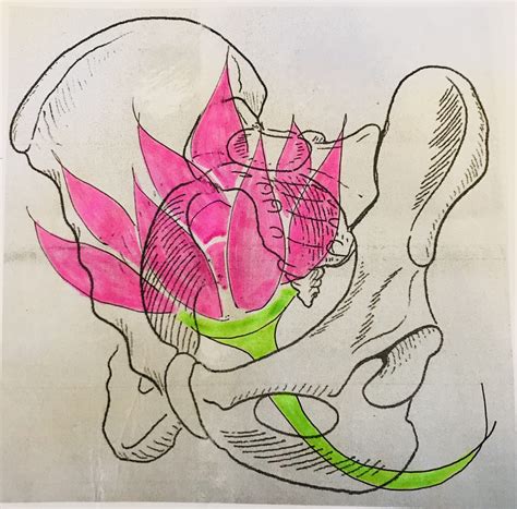 Womens Pelvic Floor Health Pelvic Floor Balancing Present Wisdom