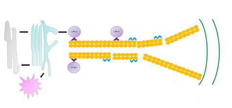 Schematic Image Showing The Severing Of The Actin Filaments By Gelsolin