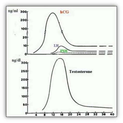 Figure 28 [control Of Testosterone Production In ] Endotext