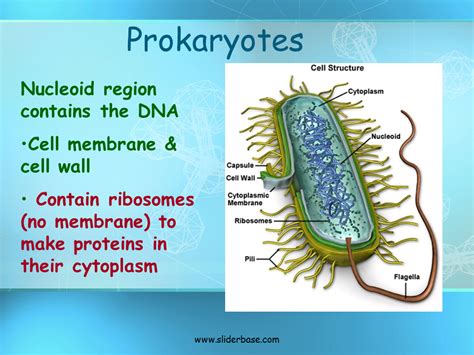 Prokaryotic Definition