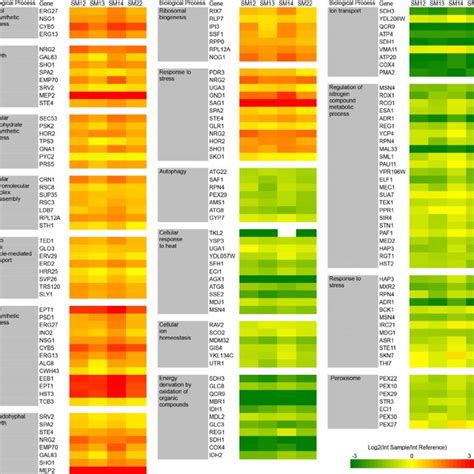 Selected Differentially Regulated Genes Grouped By Their Biological