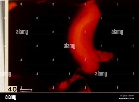 Cytological Methods For The Detection Identification And