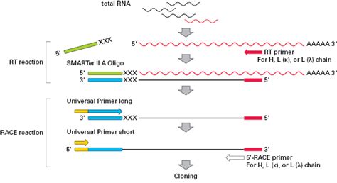smart technology for rapid cloning of antibody variable regions