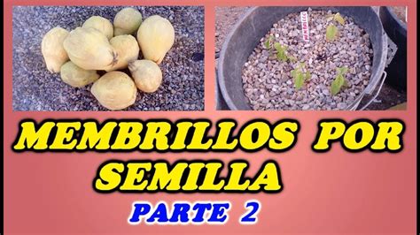 CÓmo Germinar Semillas De Membrillo Resultado Final Y Trasplante