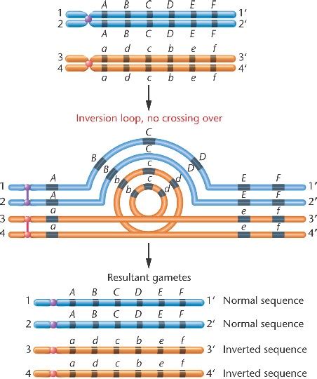 Chapter 8 Chromosome Mutations
