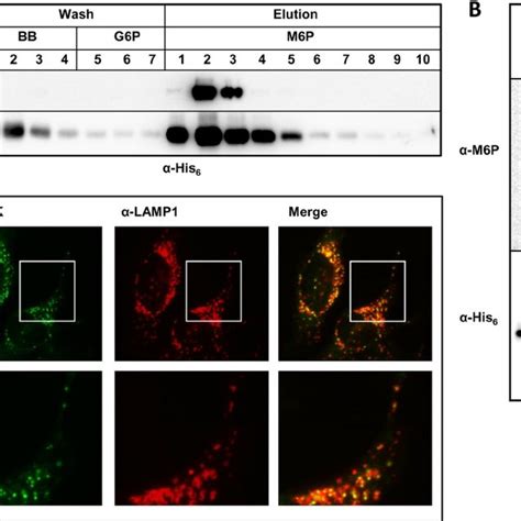 Subcellular Localization Of Arsk And Binding To An Mpr Affinity Column