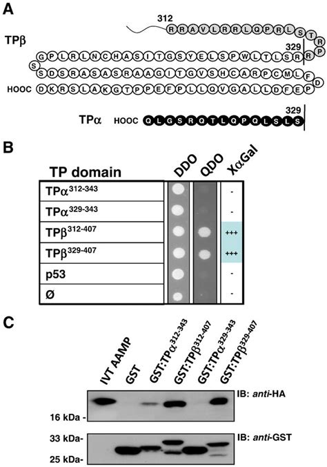 Interaction Of Aamp With The Carboxyl Terminal C Tail Domains Of Tpα