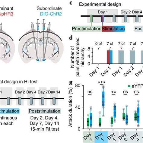 Pmvdat Neuron Stimulation Results In Real Time Place Preference A