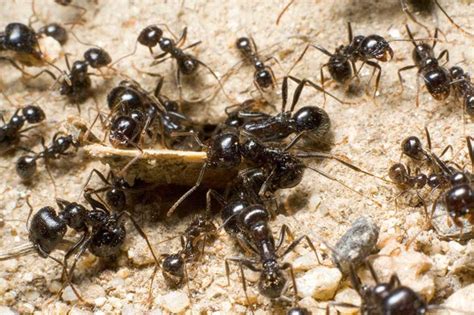 How Ant Colonies Work [video] Scientific American