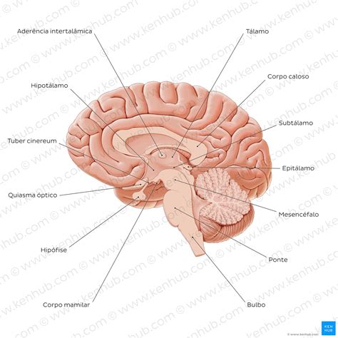 Diencéfalo Anatomia Estruturas E Funções Kenhub