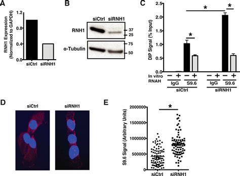 Human Ribonuclease H1 Resolves R Loops And Thereby Enables Progression