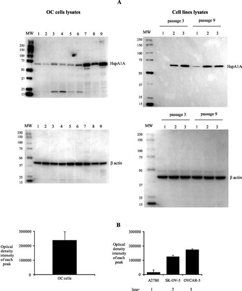 Intracellular Expression Of Hspa1a Oc Cells From Tumors Or Ovarian