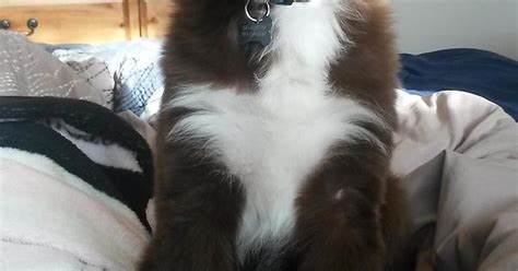 apollo is getting so big imgur