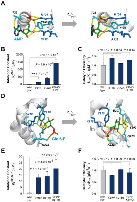 Mutations In Each Allosteric Site Of E Coli Fbpase A Residues In