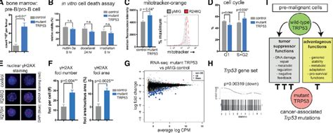 The Hot Spot Mutant Trp53 Proteins R246q And R270h Selectively