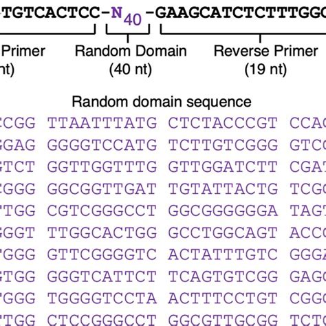 Aptamer Selection A The Sequence Of The Dna Library Used For In