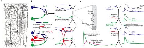 Frontiers Revealing The Synaptic Hodology Of Mammalian Neural