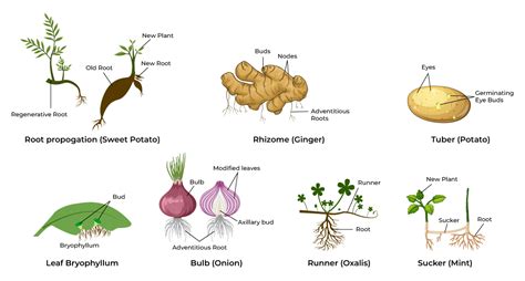 Vegetative Propagation Definition Types And Examples
