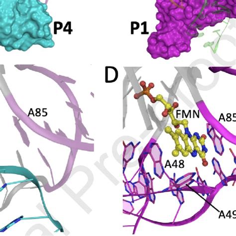 Structural Differences Between Apo And Holo Aptamer Conformations A