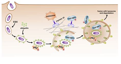 Figures And Data In Dynamic Post Translational Modification Profiling