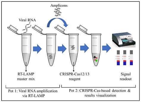Diagnostics Free Full Text Rt Lamp Crispr Cas12 13 Based Sars Cov 2