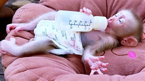 Xhausted Maddox So Tiny And Scraqqqy Sleeping Try All His Best To Drnk